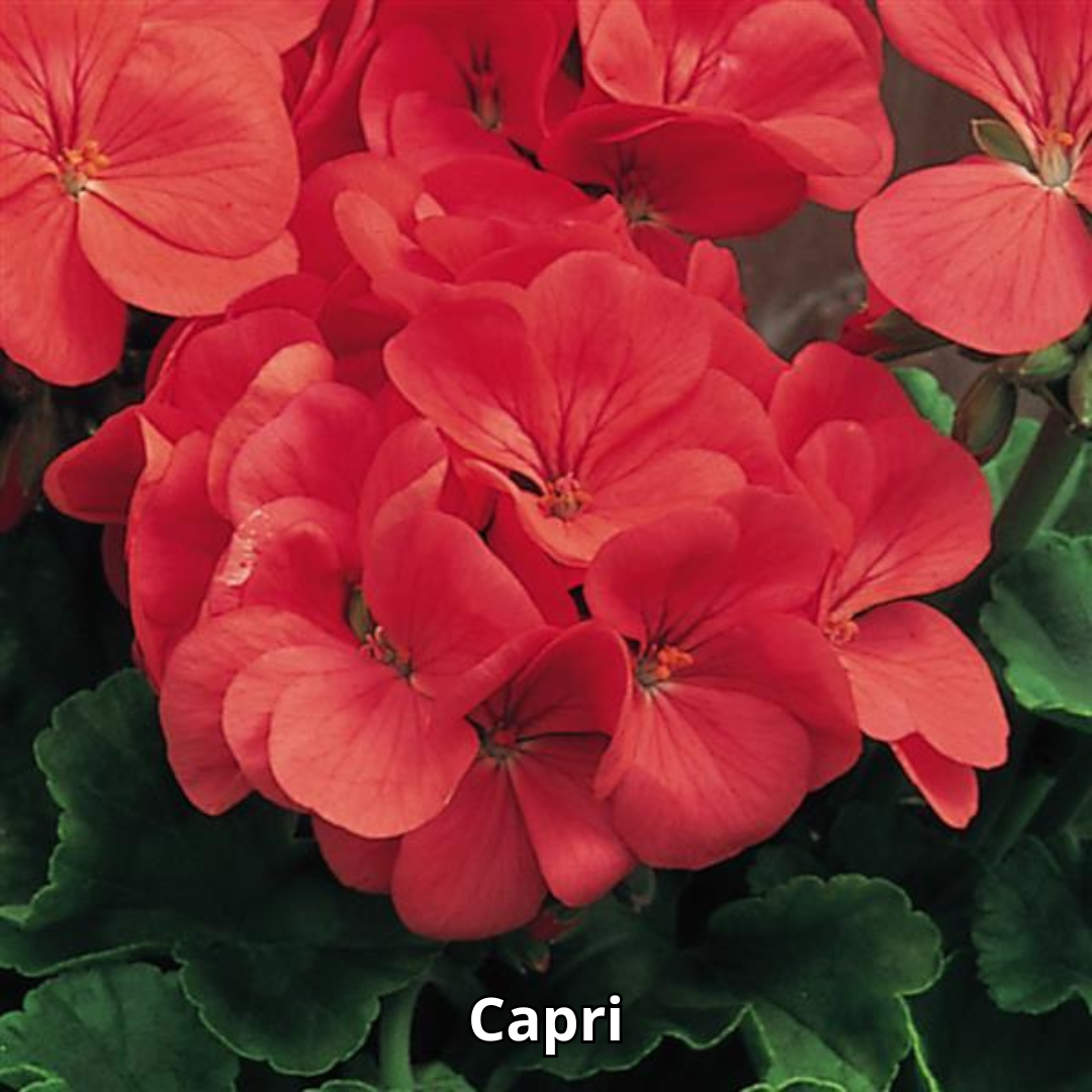 Geranium Multibloom | Ball Chile