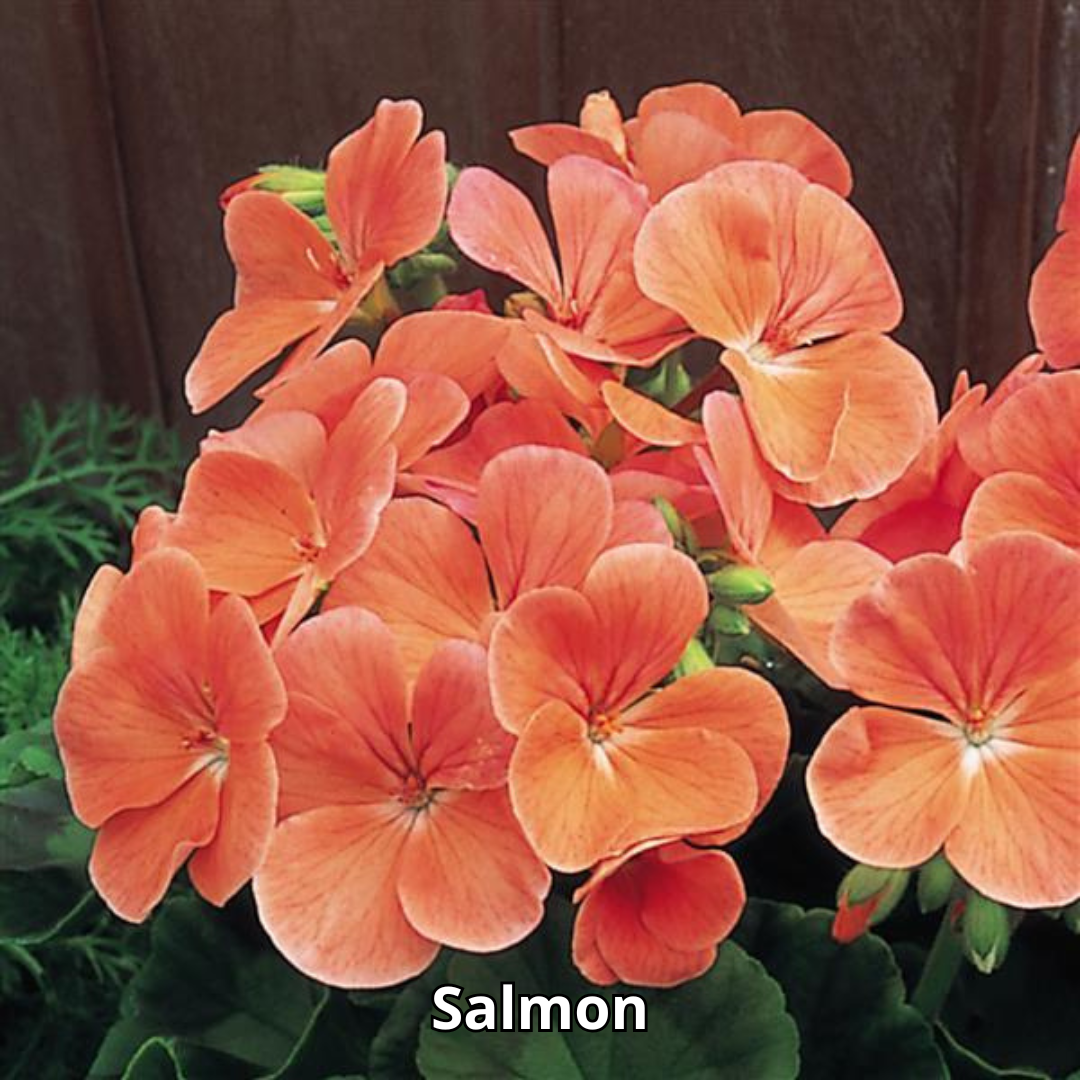 Geranium Multibloom | Ball Chile