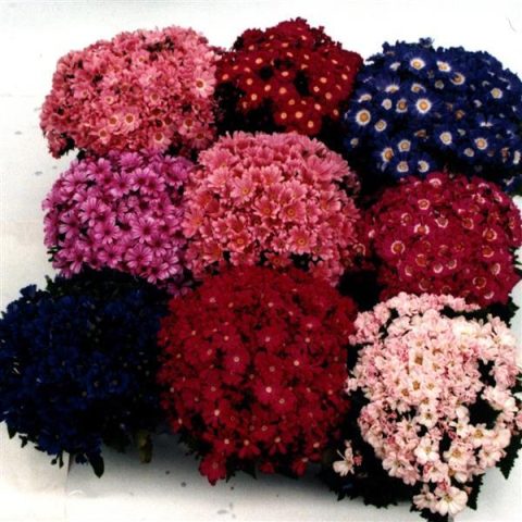Cineraria Angel mix | Ball Chile