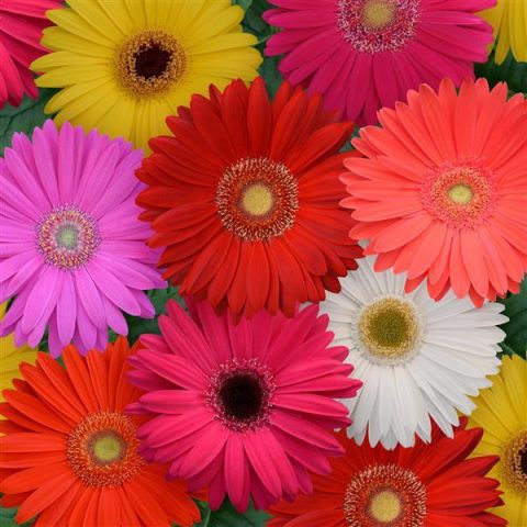 Gerbera Mega Revolution | Ball Chile