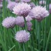 Cebollín | Ball Chile