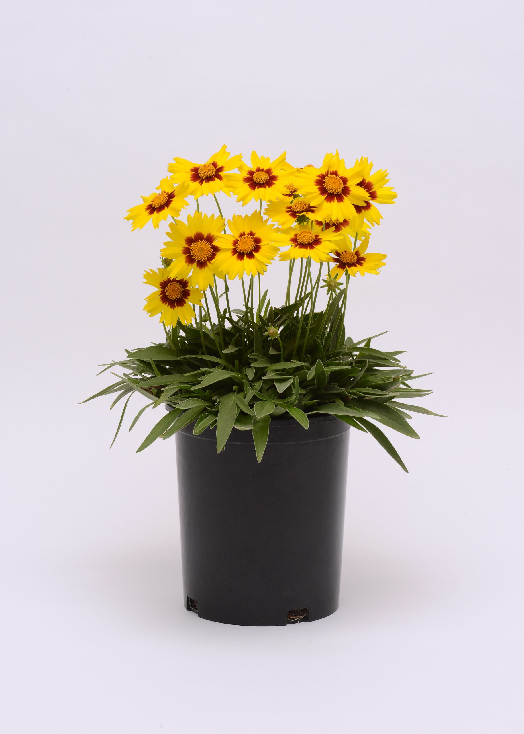 Coreopsis SunKiss | Ball Chile
