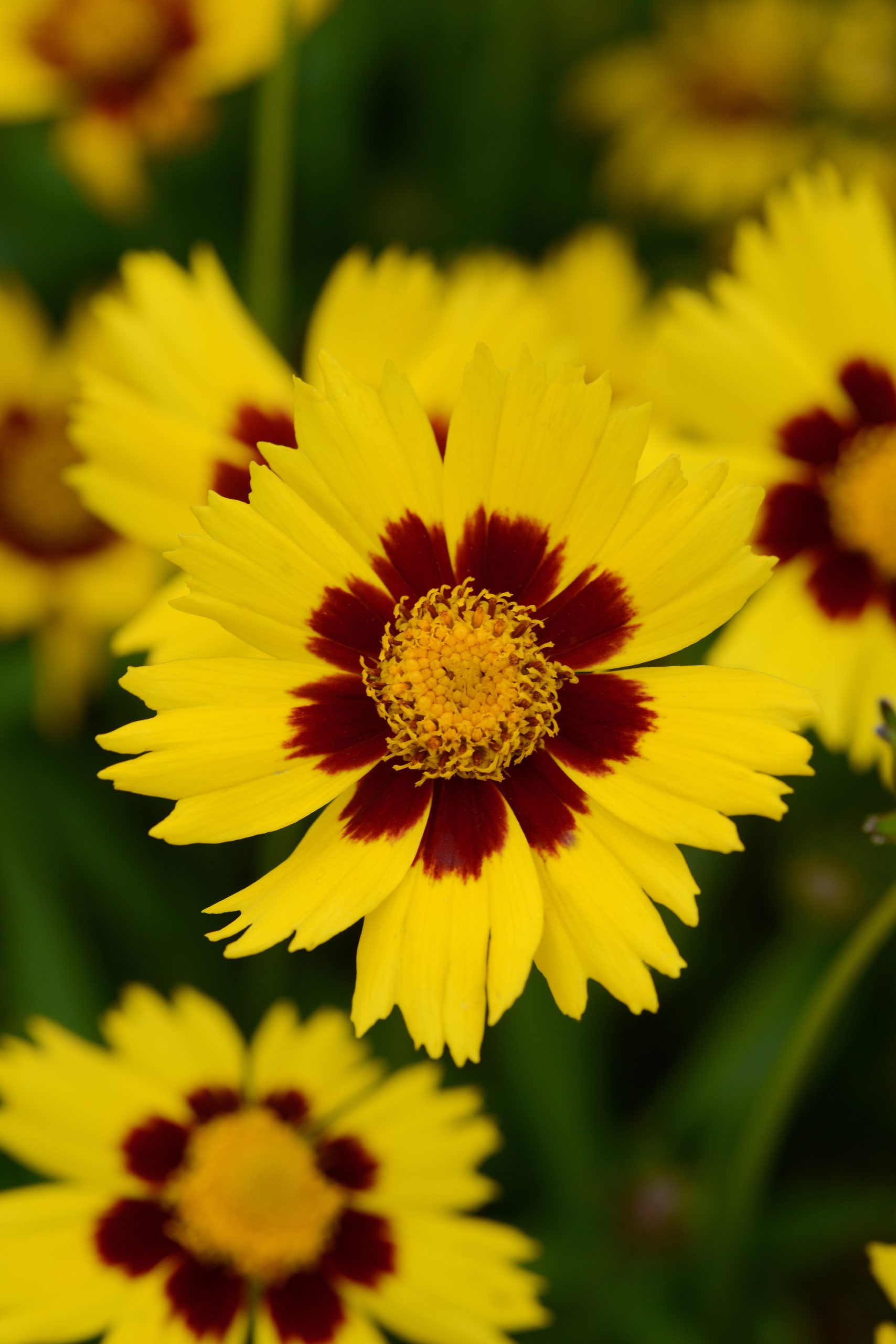 Coreopsis SunKiss | Ball Chile