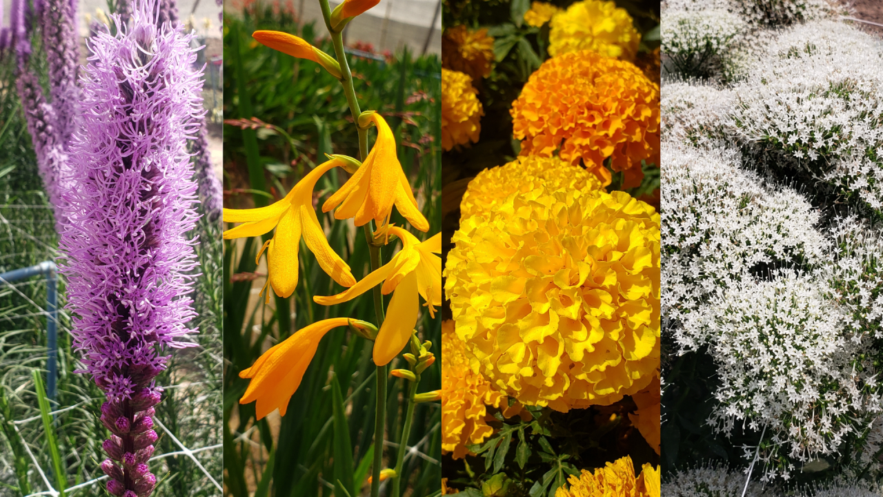 Flor de corte | Ball Chile