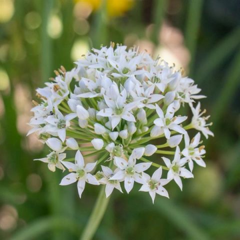 Allium Autumn Bee Attraction | Ball Chile
