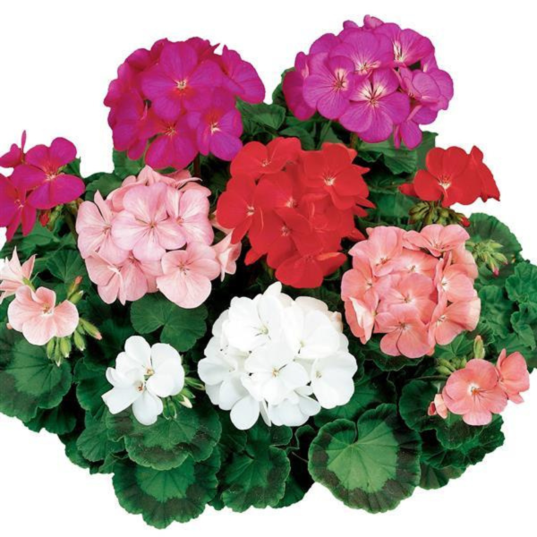 Geranium Ringo 2000 | Ball Chile