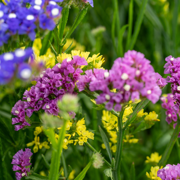 Limonium Hipster Mix | Ball Chile