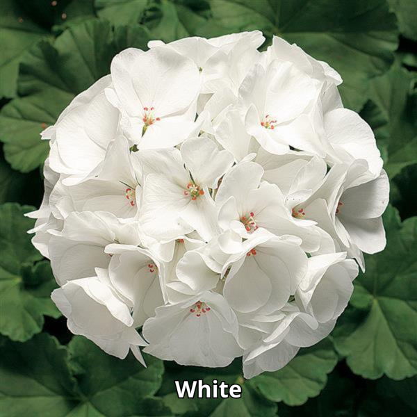 Geranium Ringo 2000 | Ball Chile