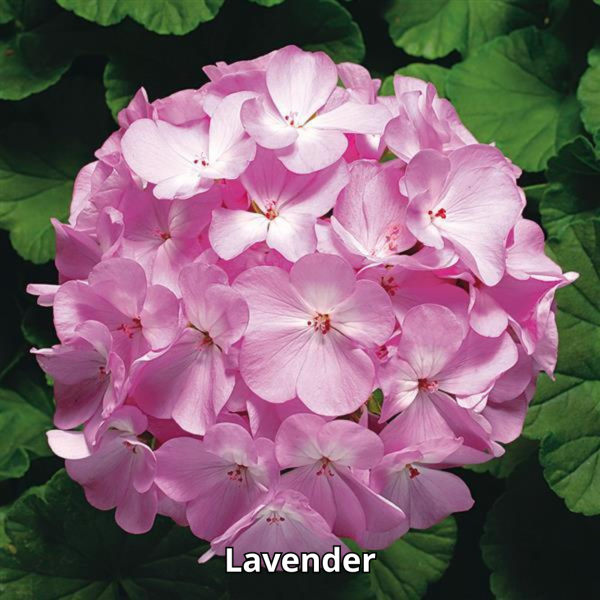 Geranium Ringo 2000 | Ball Chile