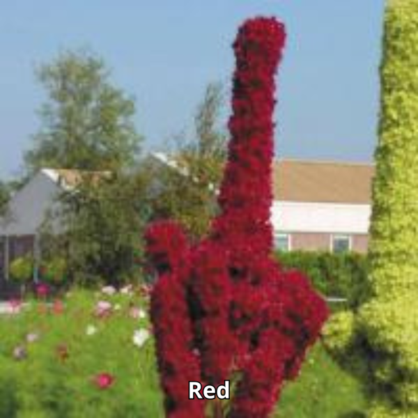 Amaranthus Tower | Ball Chile